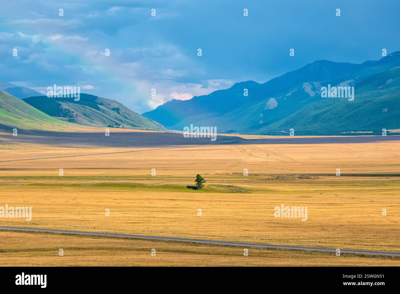 Lonely pine tree in a field. Empty beautiful highway on an summer mountain steppe. Highway ...
