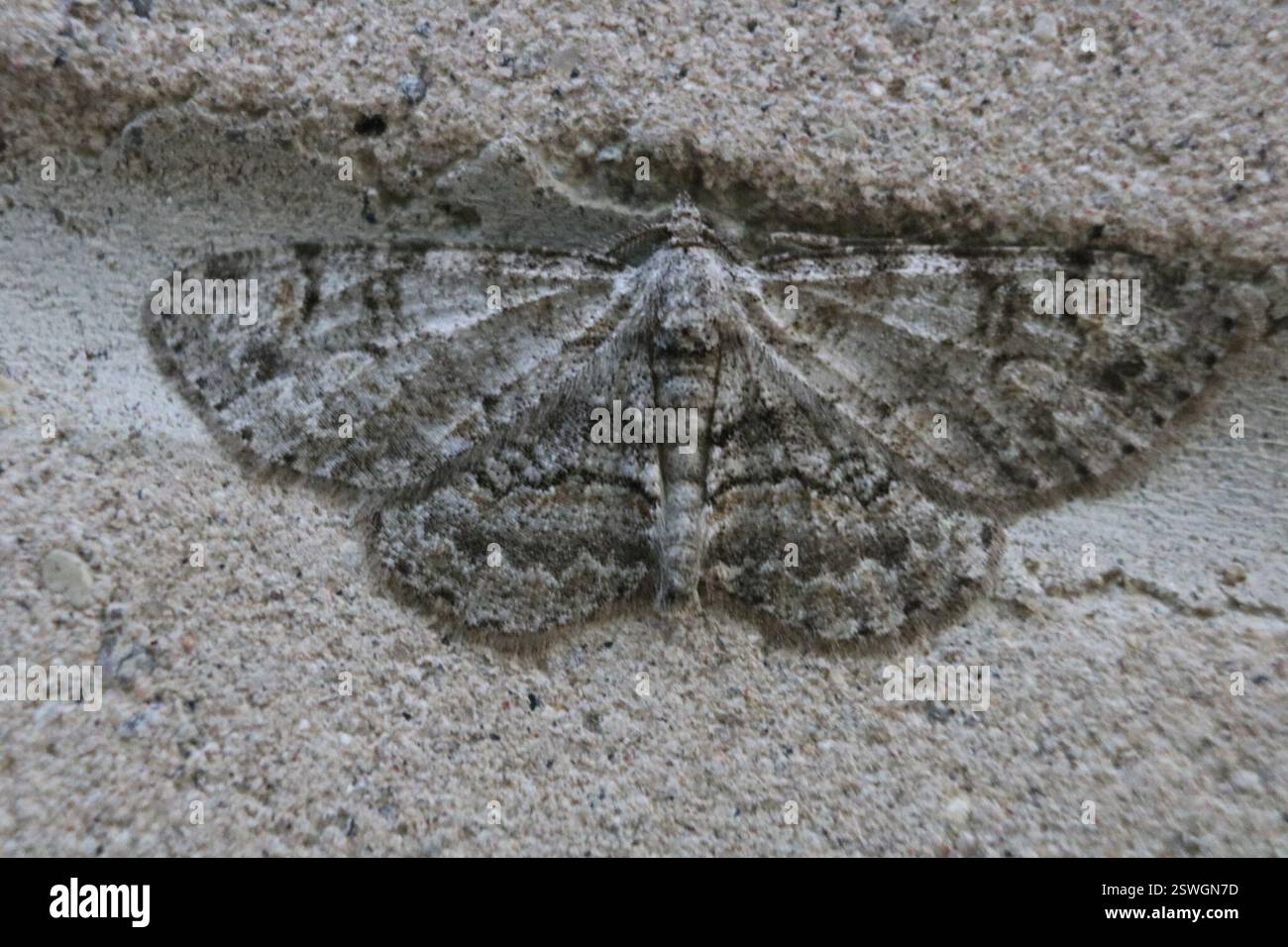 Pale-winged Gray (Iridopsis ephyraria), Insecta, Medway, London, ON ...