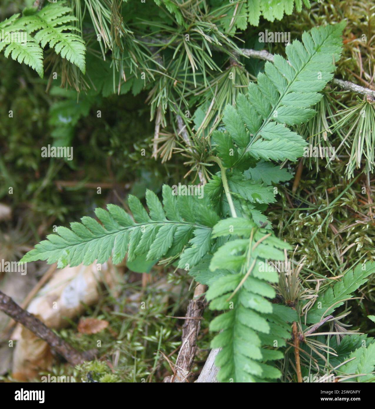 wood ferns (Dryopteris), Plantae, Powiat wejherowski, Polska Stock ...