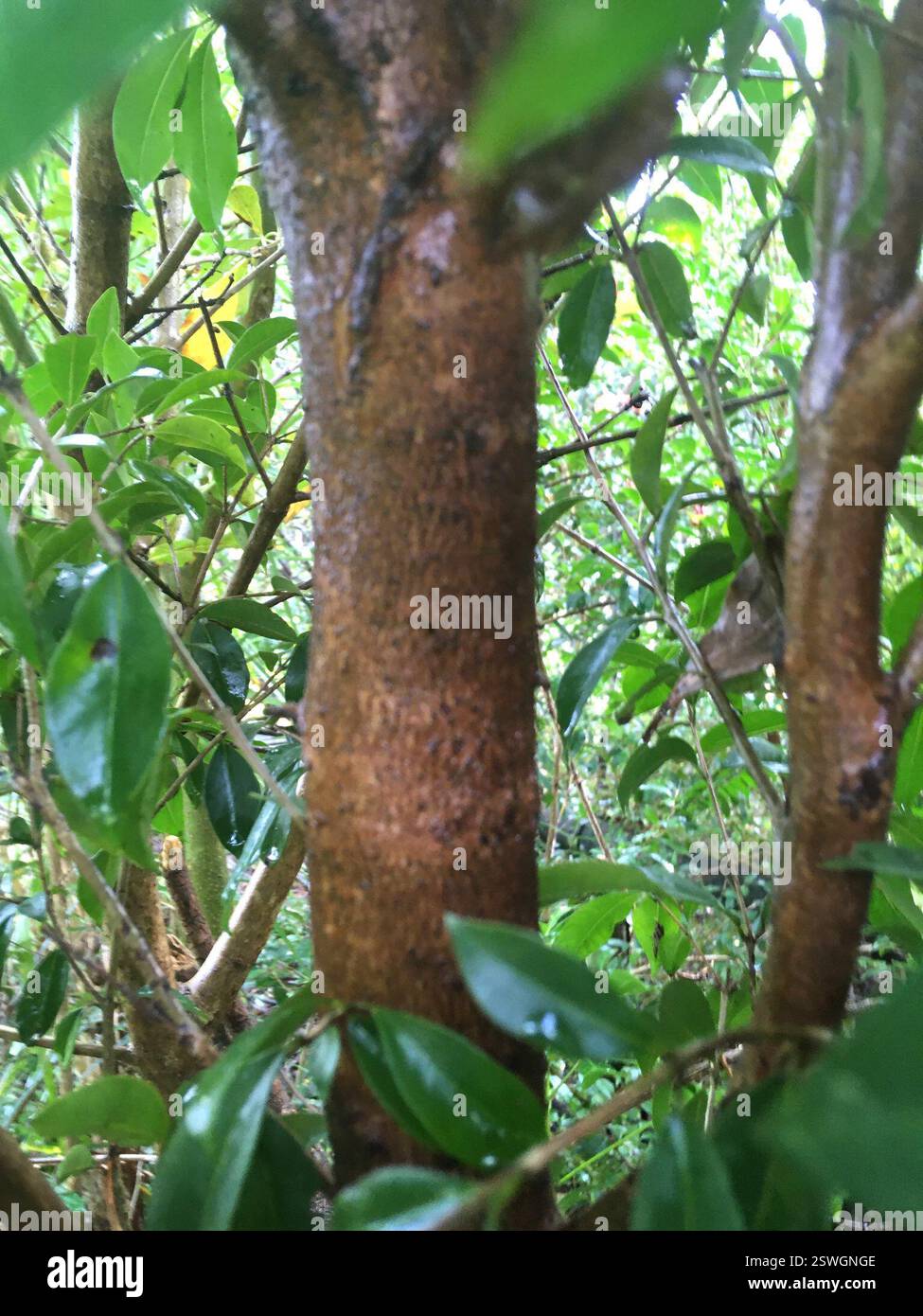 Brush Cherry (Syzygium paniculatum), Plantae, Greenhithe, North ...