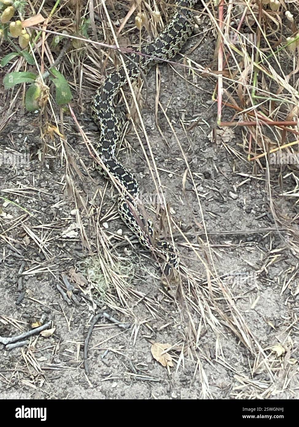 Pacific Gopher Snake (Pituophis catenifer catenifer), Reptilia, Fort ...