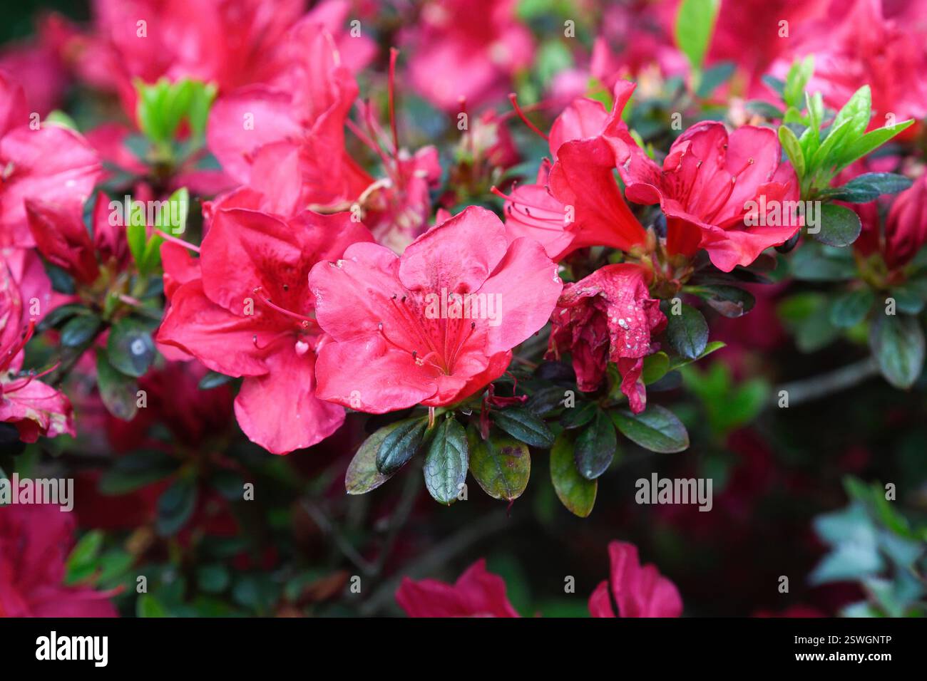 Rhododendrum azalea hi-res stock photography and images - Alamy