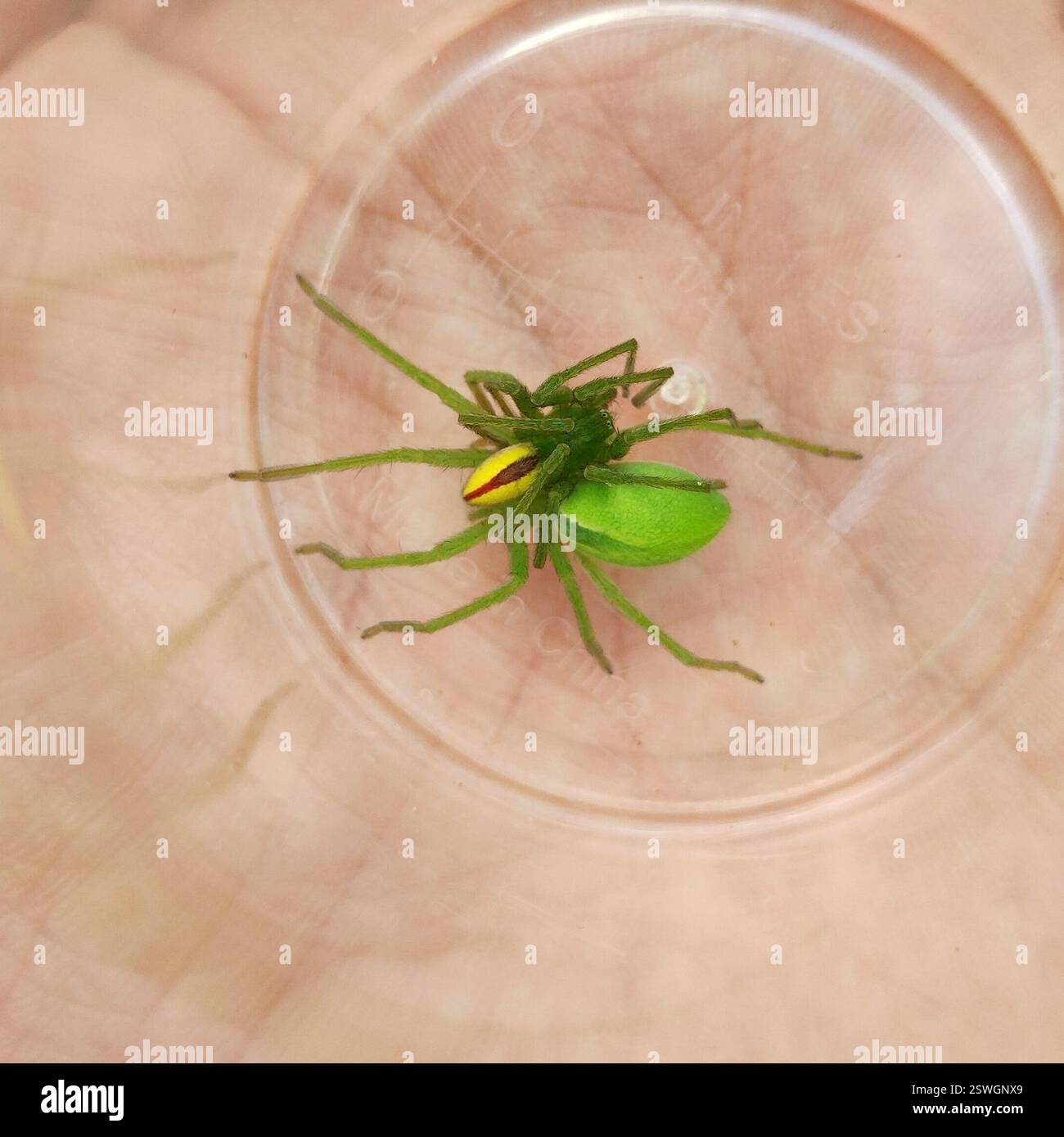 Green Huntsman Spider (Micrommata virescens), Arachnida, Kosanin dol ...