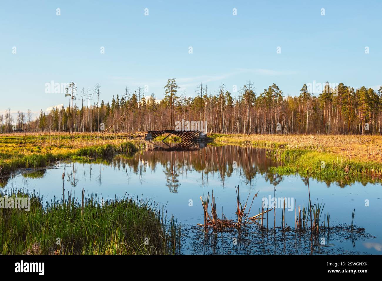 Bright dramatic spring landscape with swampy pond, old wooden bridge ...