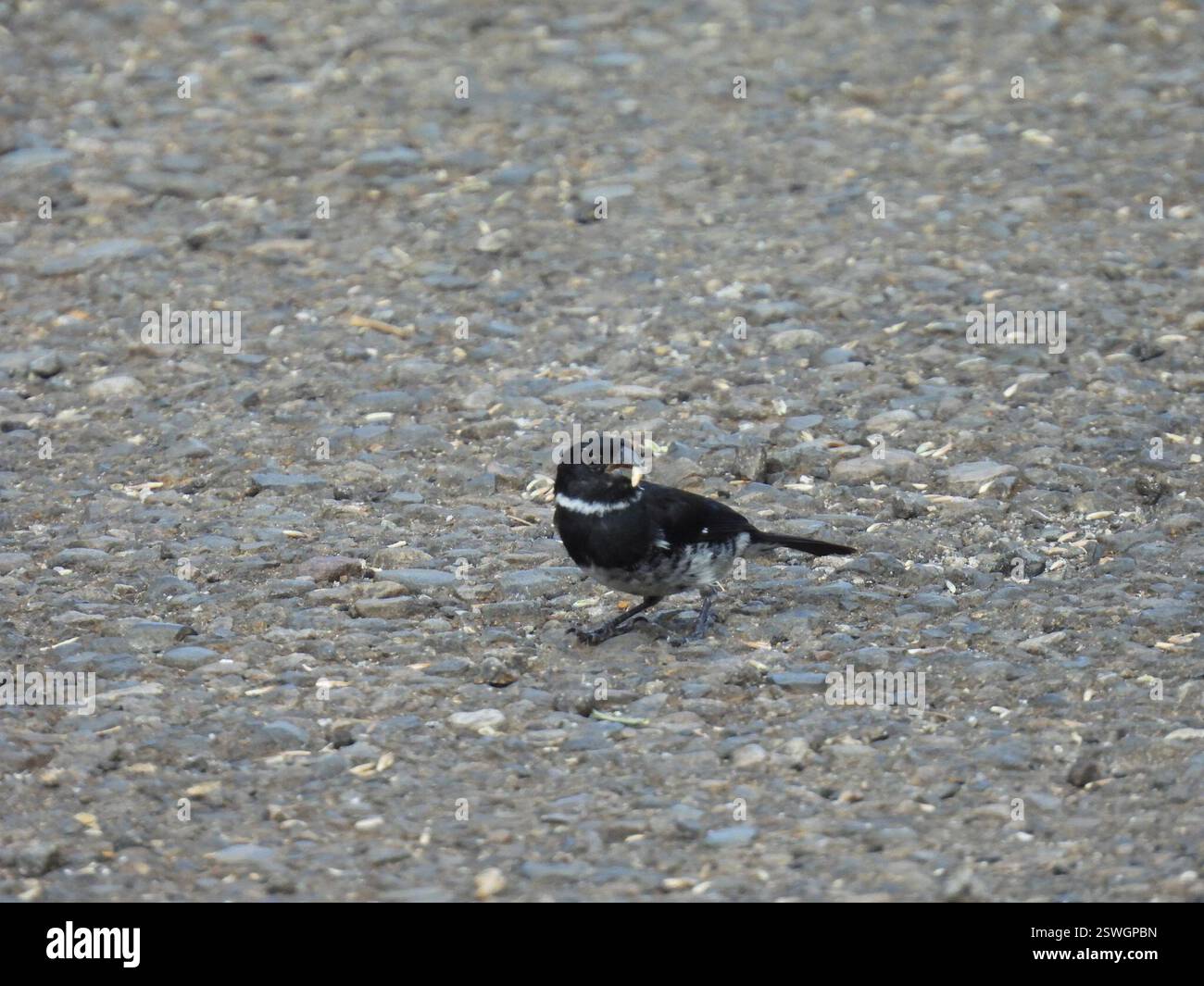 Variable Seedeater (Sporophila corvina), Aves, Panama Stock Photo - Alamy