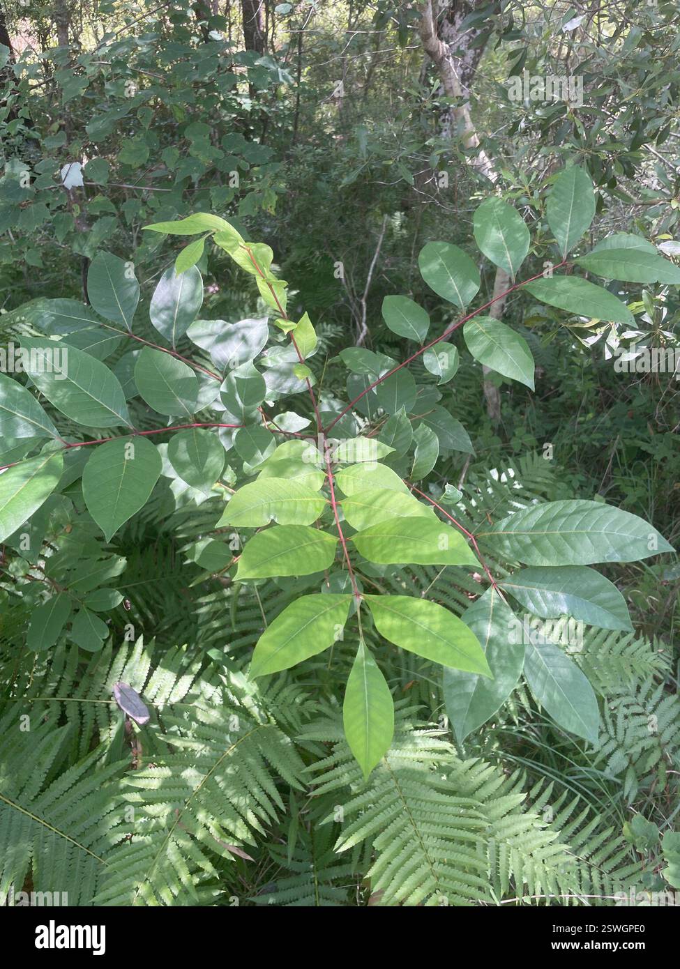 poison sumac (Toxicodendron vernix), Plantae, Mississippi, US Stock ...