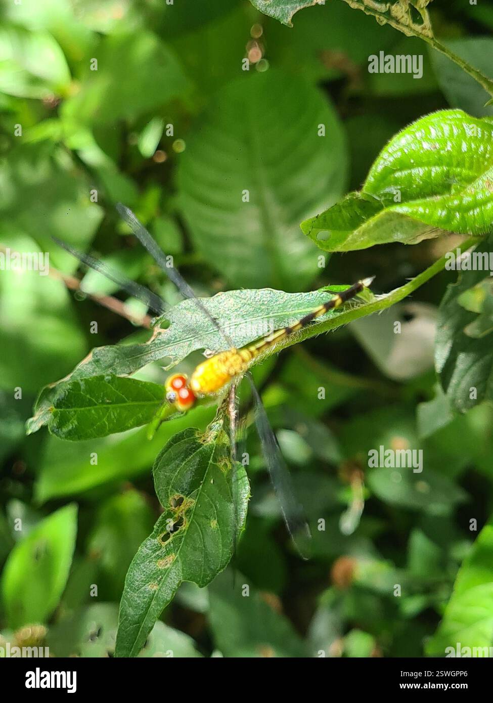 Common Blue-eye (Anatya guttata), Insecta, Kwakoegron, Suriname Stock ...
