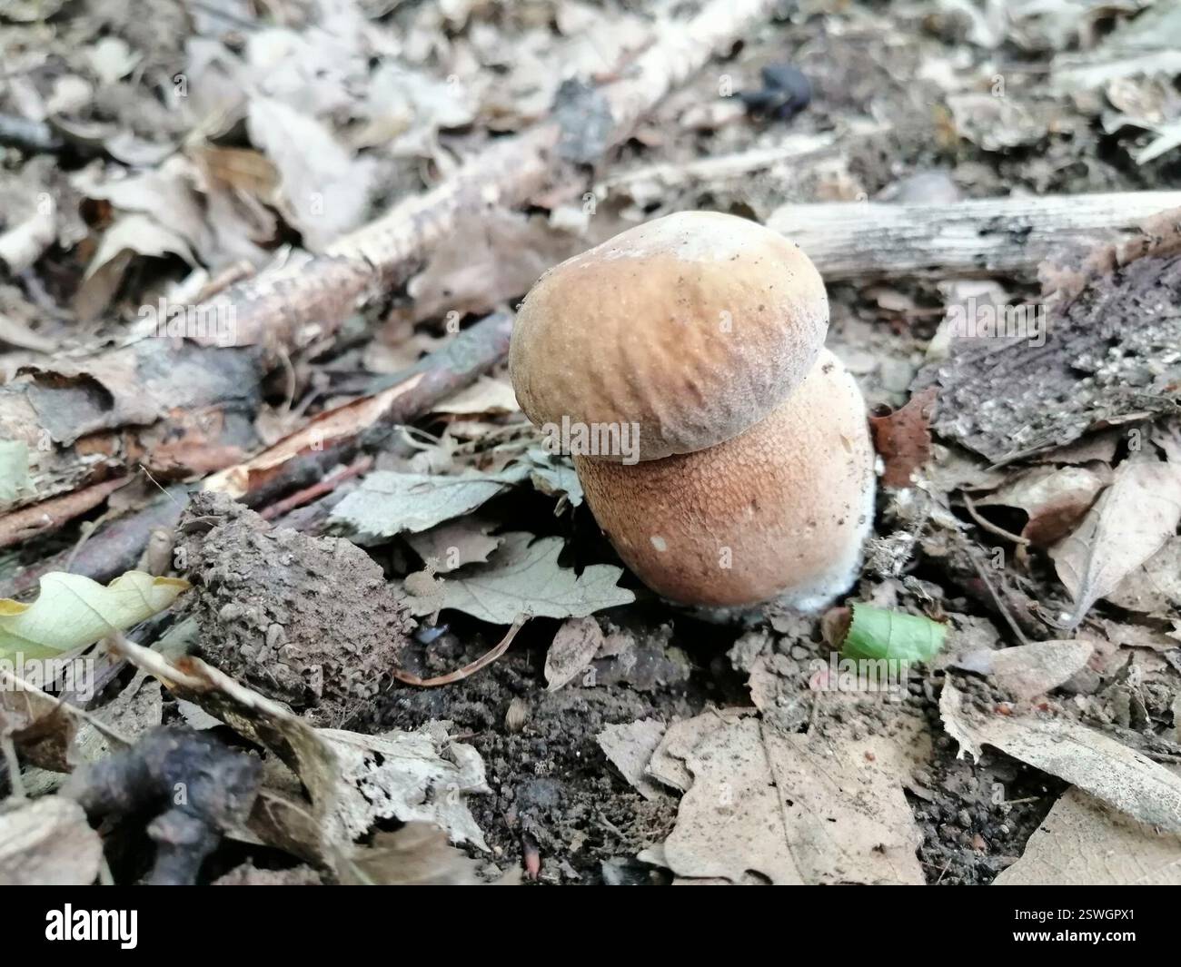 Summer Bolete (Boletus reticulatus), Fungi, Hosszúhetény, 7694 ...