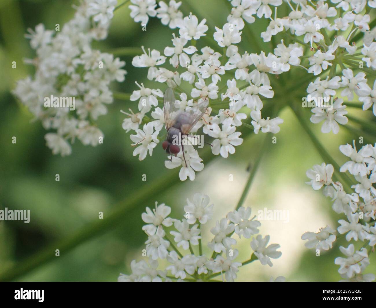 (Strongygaster globula), Insecta, Karksi-Nuia, Viljandi County, Estonia ...