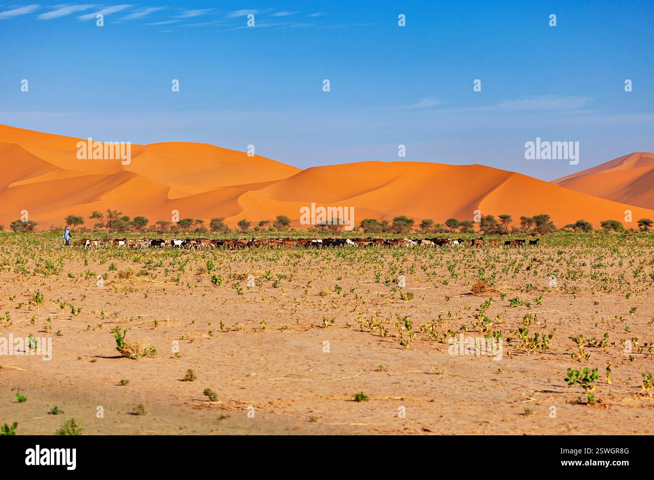 Tuareg Goat Herder in the Sahara Desert in Algeria Stock Photo - Alamy