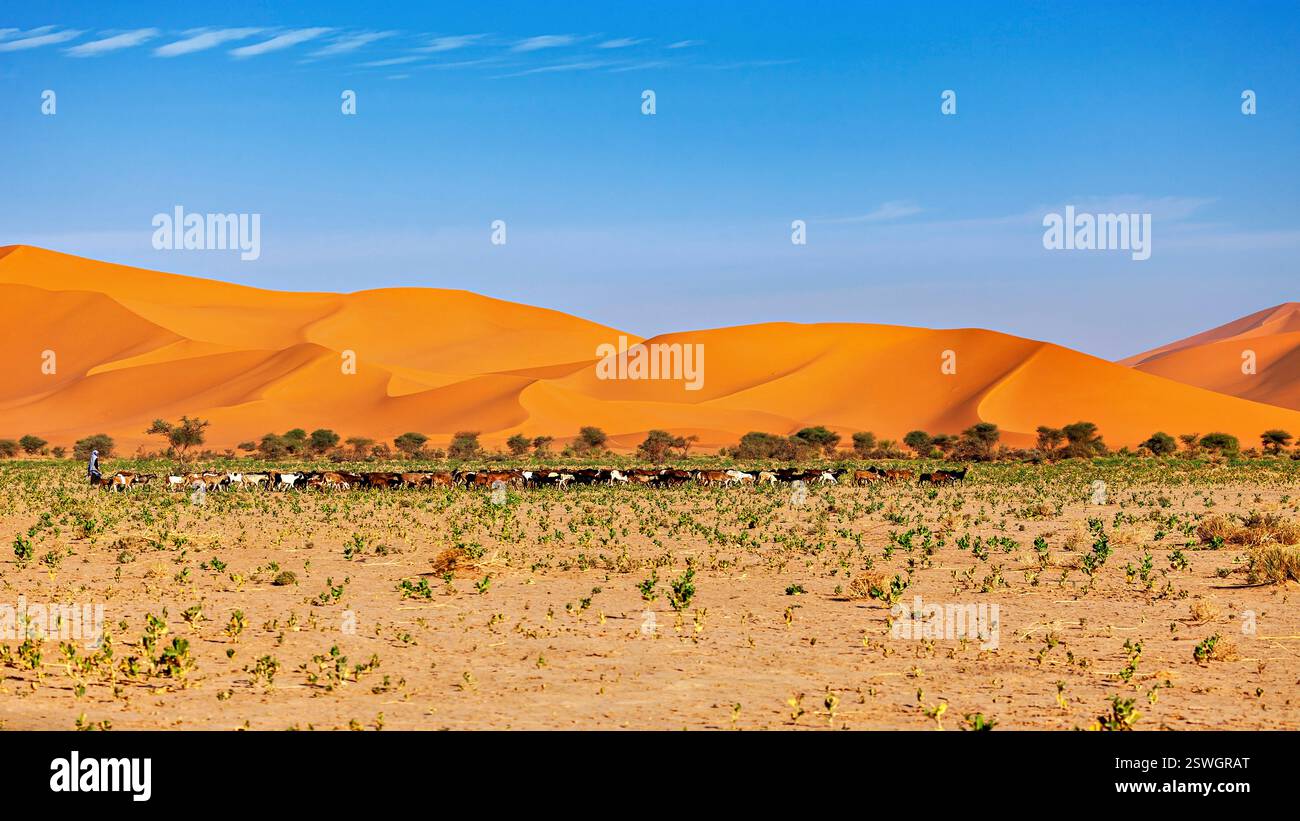 Berber morocco goat herder hi-res stock photography and images - Alamy