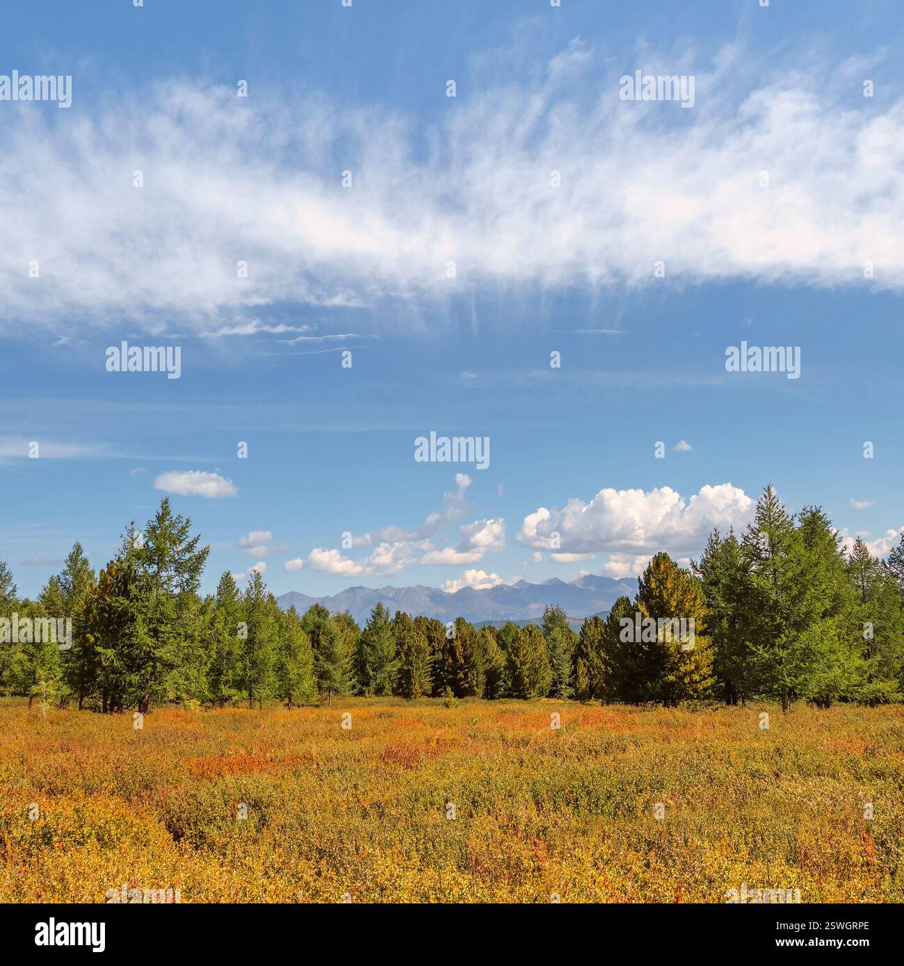 Scenic green landscape with sunlit summer dwarf birch hill under clouds ...