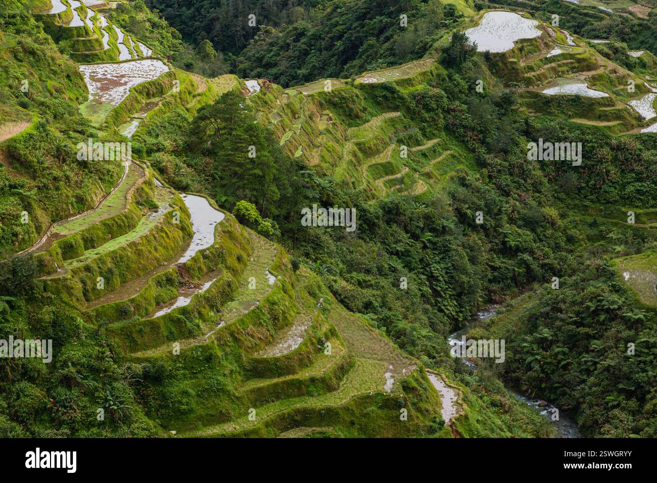 Terraced rice fields in Banaue in Cordilella, Philippines Stock Photo ...