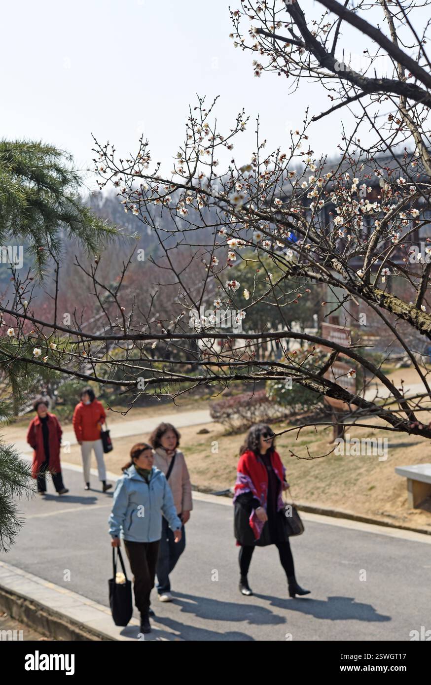 Plum blossoms bloom in Huainan City, east China's Anhui Province, 18 ...