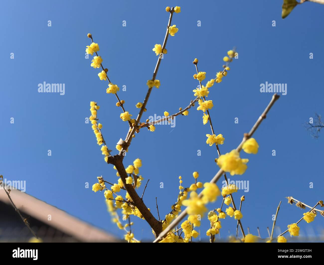 Wintersweet flowers bloom at the Purple Bamboo Park in Beijing, China ...