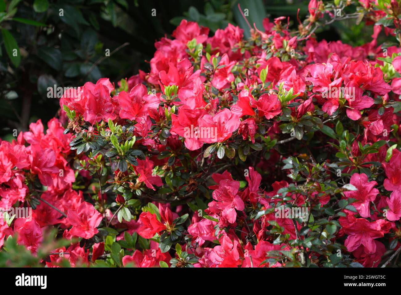 Arbusto flor rosa hi-res stock photography and images - Alamy