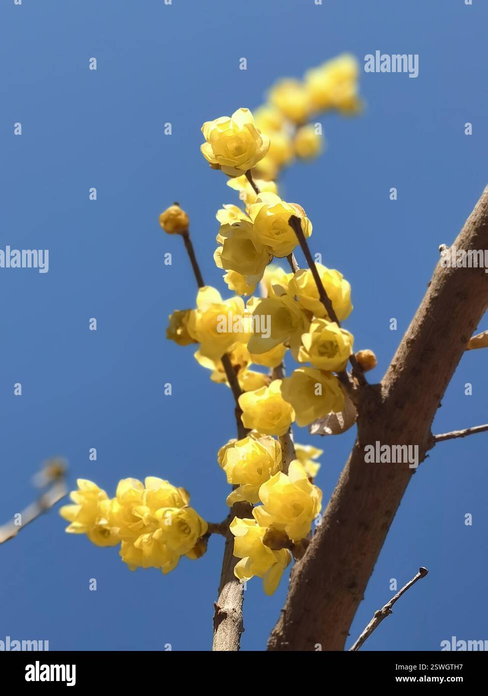 Wintersweet flowers bloom at the Purple Bamboo Park in Beijing, China ...