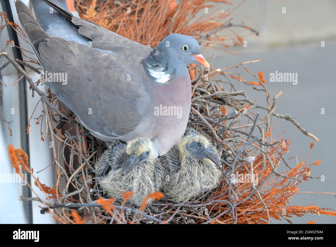 The dove warms the young pigeons. Doves and squabs. A pair of pigeons ...
