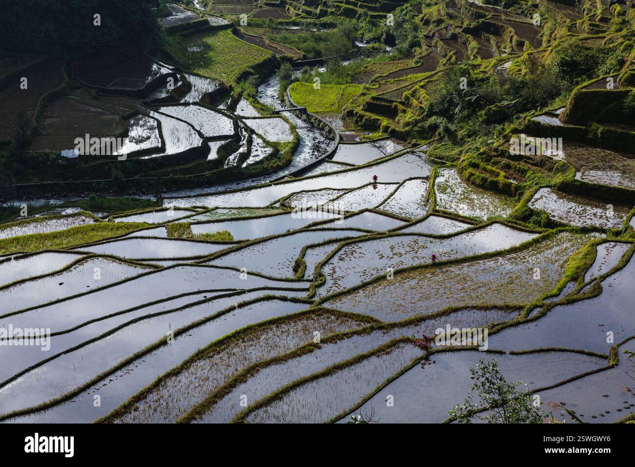 Terraced rice fields in Banaue, Philippines Stock Photo - Alamy