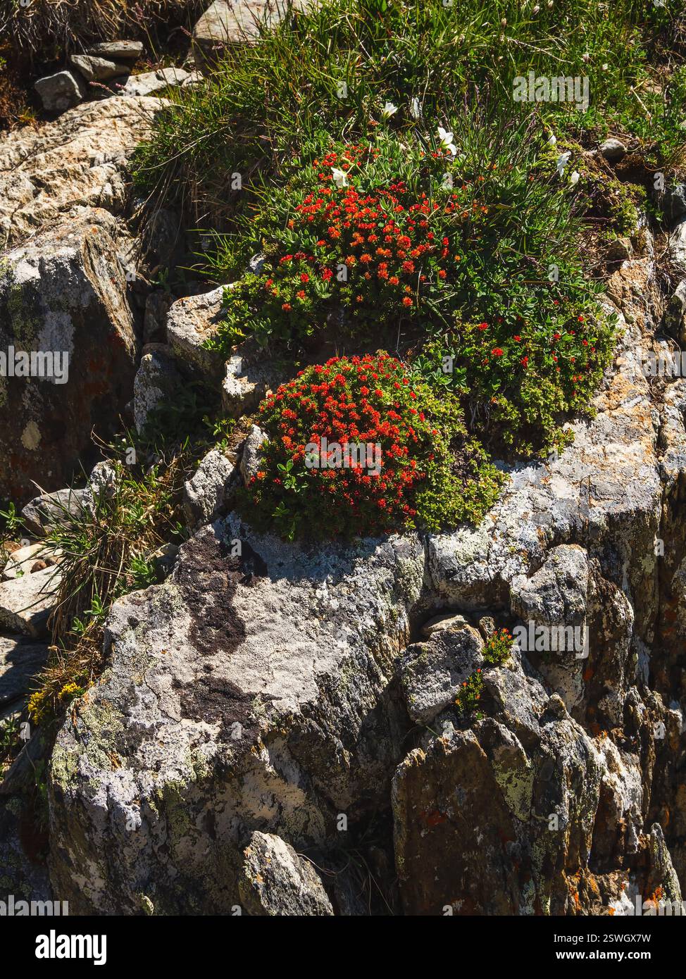 Alpine wild rose mountain hi-res stock photography and images - Alamy
