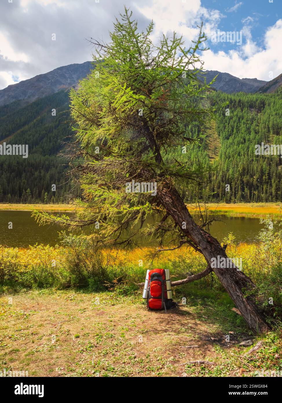 Vertical view of large orange tourist backpack under an autumn tree on ...