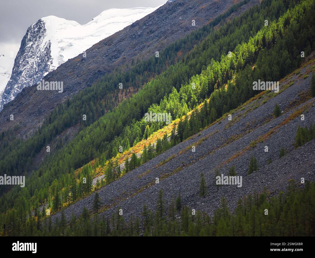 Bright alpine scenery with diagonal great mountain ridge coniferous ...