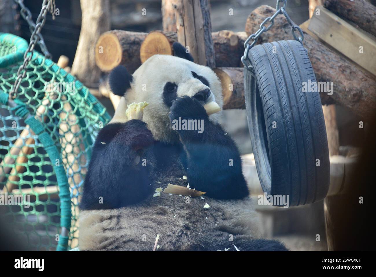 Giant panda Meng Bao eats bamboos at Beijing Zoo, Beijing, China, 19 ...