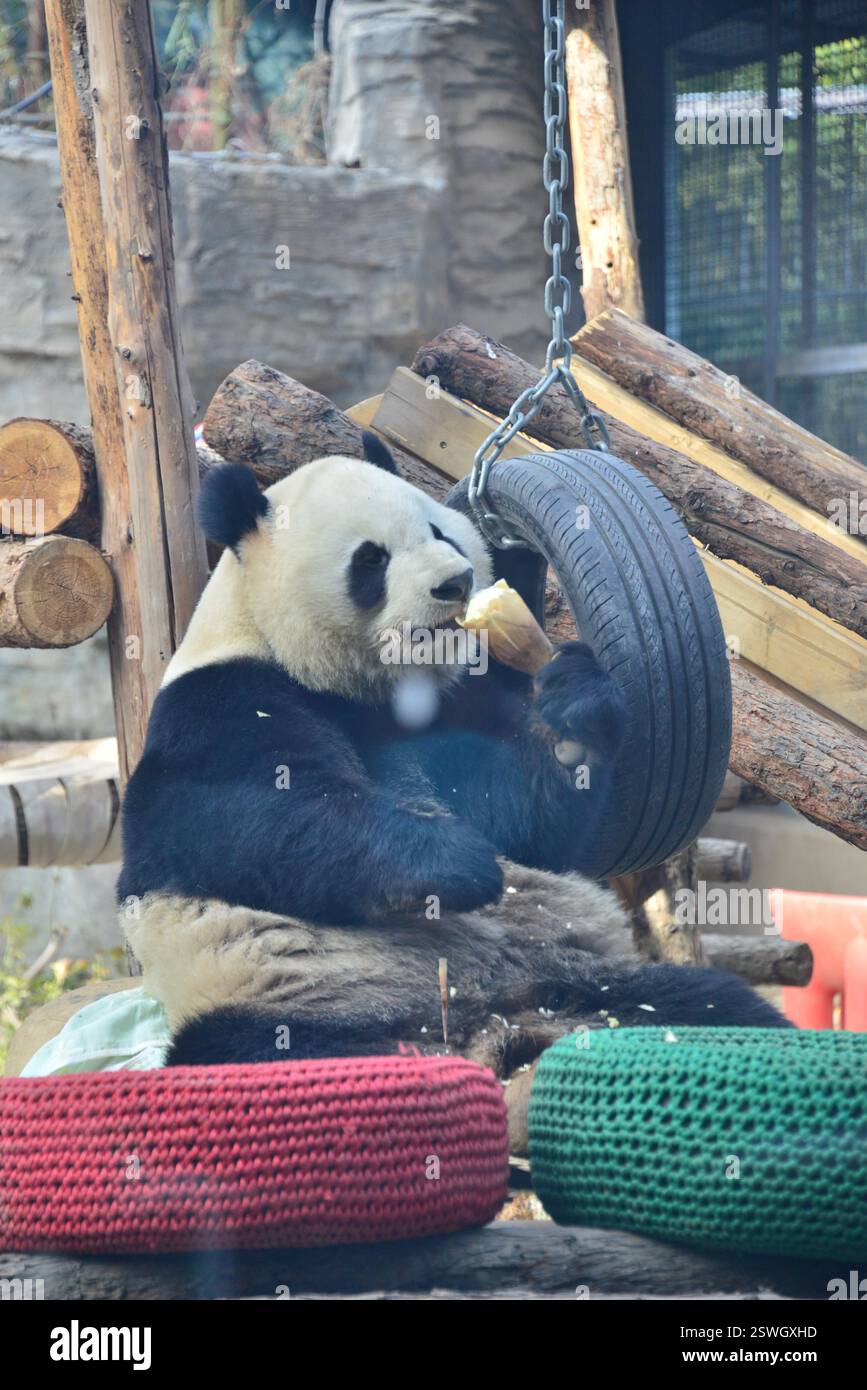 Giant panda Meng Bao eats bamboos at Beijing Zoo, Beijing, China, 19 ...