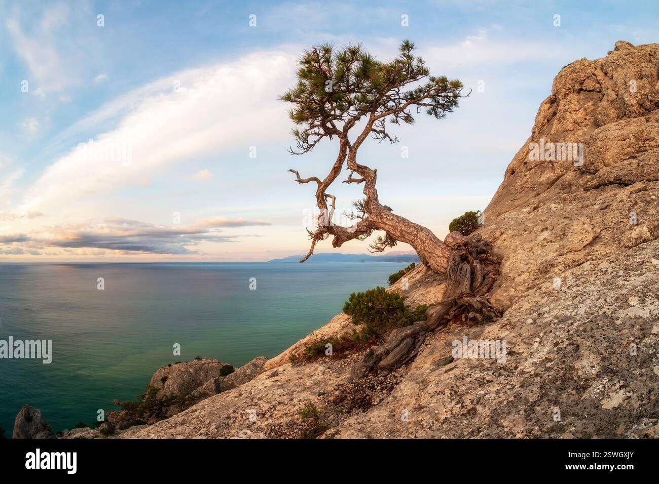 Autumn landscape with old dry pine on the rock. Beautiful Crimean pine ...
