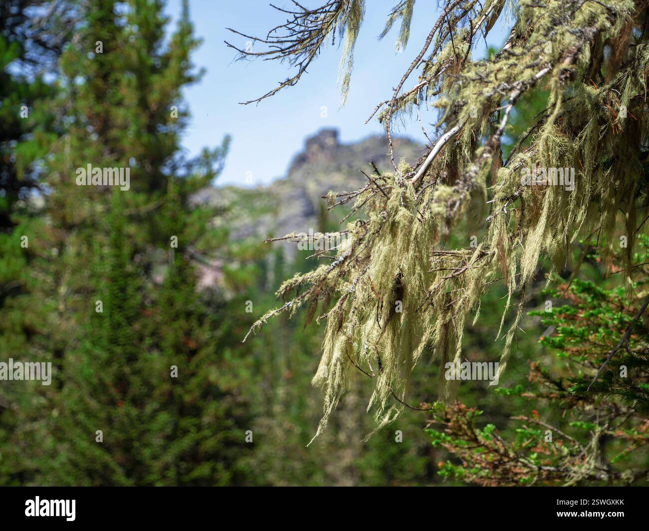Summer deep wild forest. lichen hanging on the branches of a pine tree ...