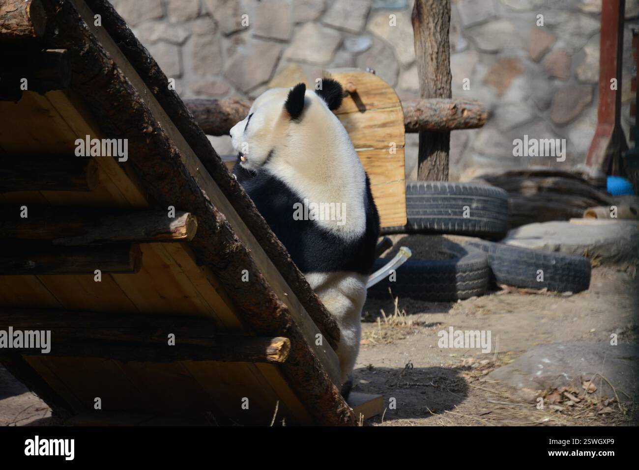 Giant panda Pang Dahai enjoys spring time at Beijing Zoo, Beijing ...