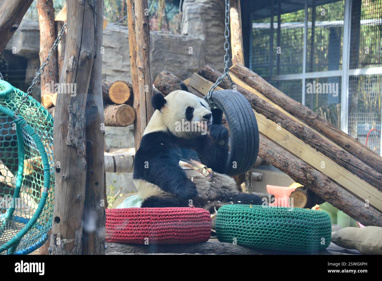 Giant panda Meng Bao eats bamboos at Beijing Zoo, Beijing, China, 19 ...