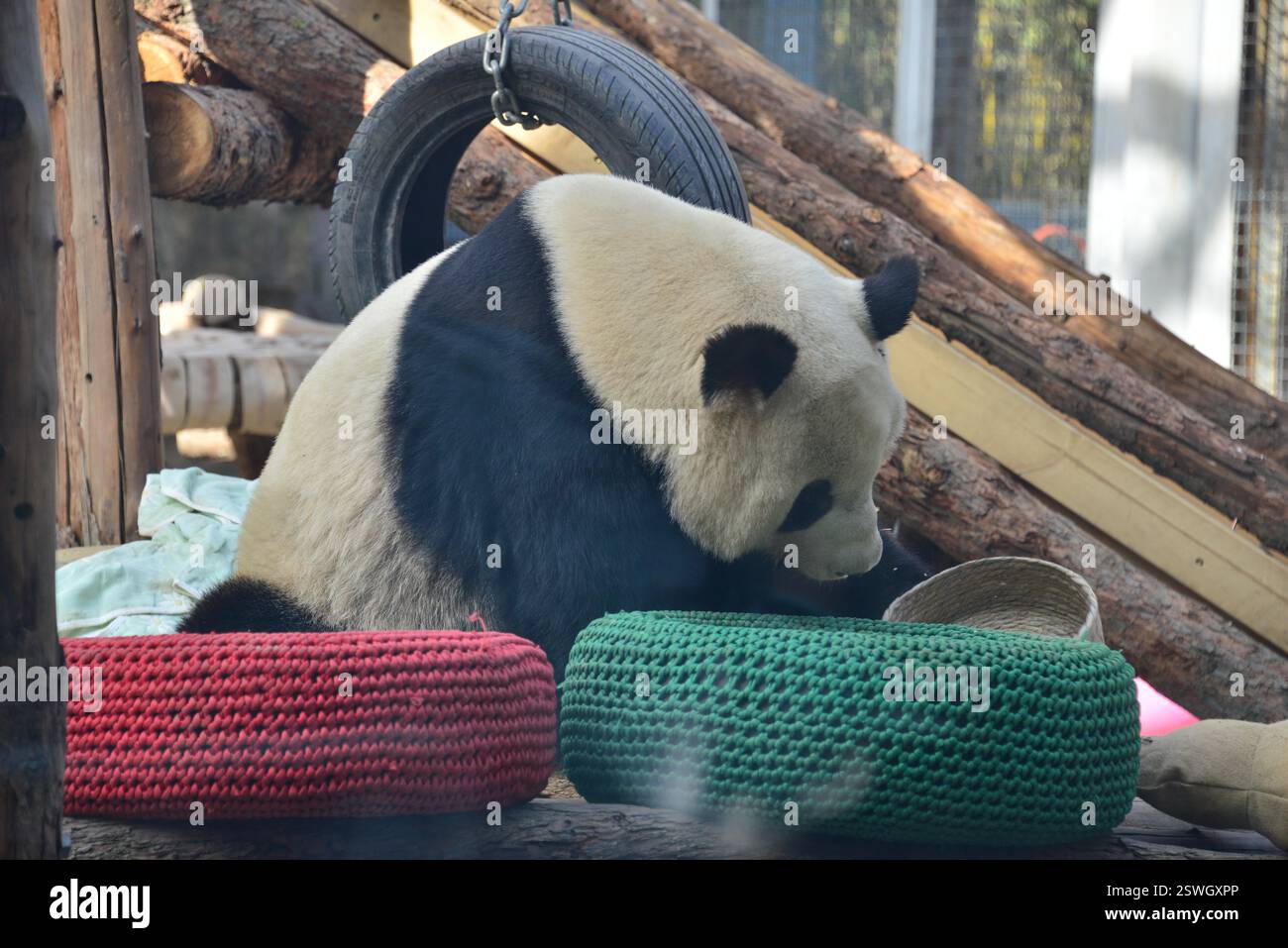 Giant panda Meng Bao eats bamboos at Beijing Zoo, Beijing, China, 19 ...
