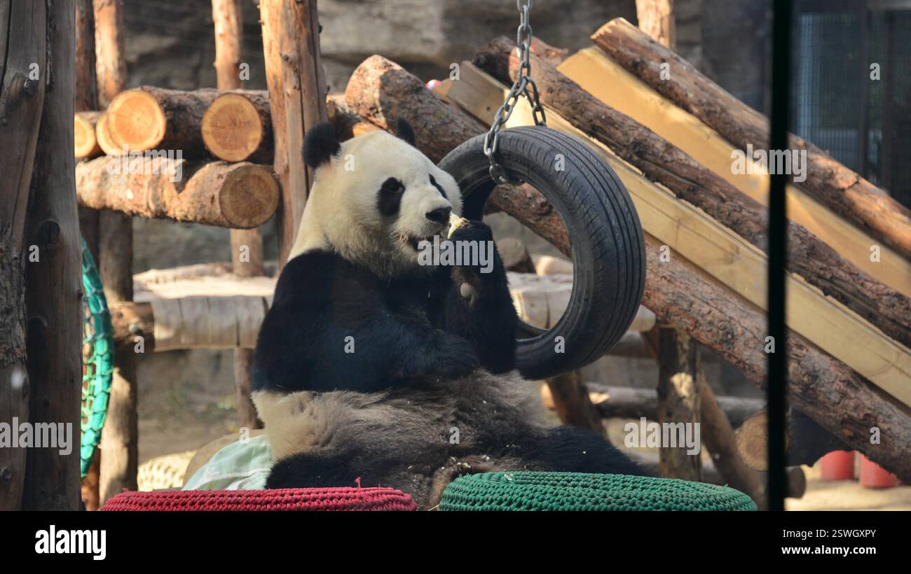 Giant panda Meng Bao eats bamboos at Beijing Zoo, Beijing, China, 19 ...