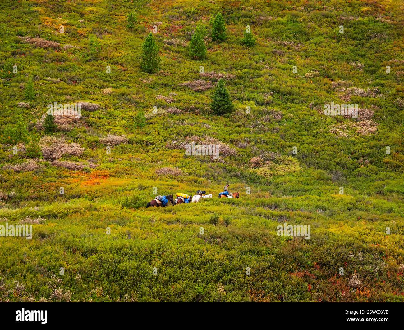 Small caravan on distance of horses on a summer mountain slope goes ...