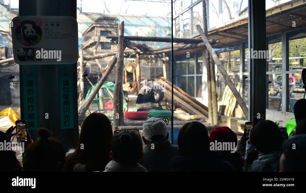Giant panda Meng Bao eats bamboos at Beijing Zoo, Beijing, China, 19 ...