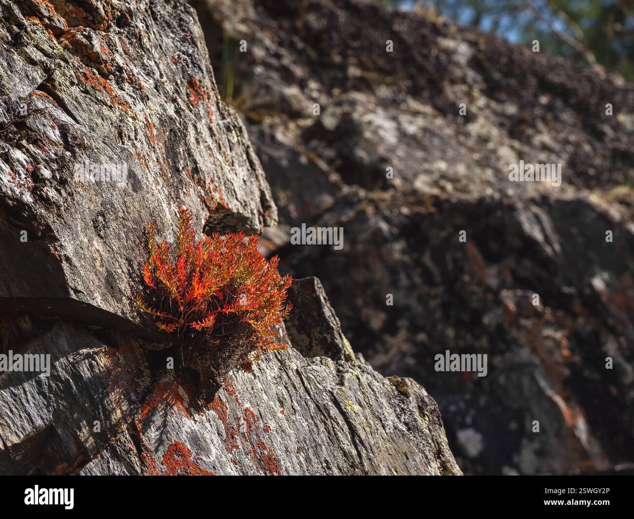 Red bush grows on rocks in sunlight. Beautiful floral natural ...