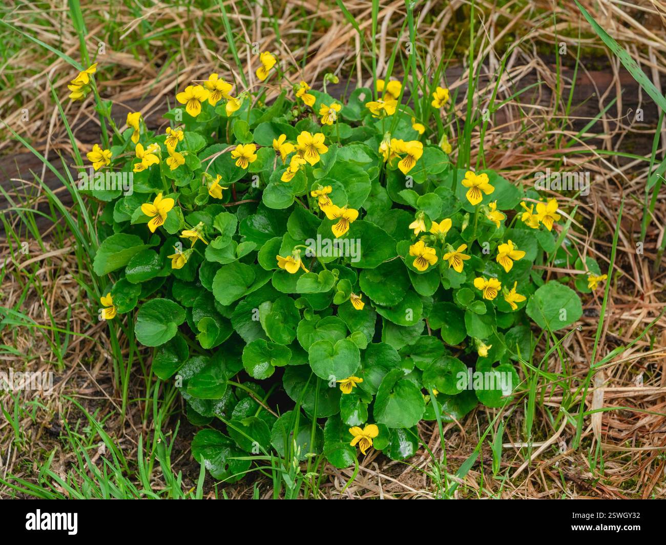 Viola biflora, small beautiful yellow wild flowers Stock Photo - Alamy