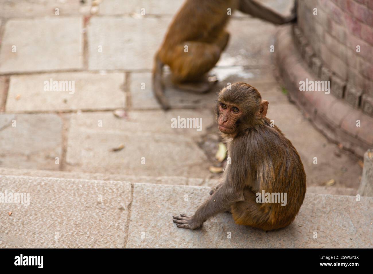 The little monkey in the Swayambhunath Temple, also known as the Monkey ...