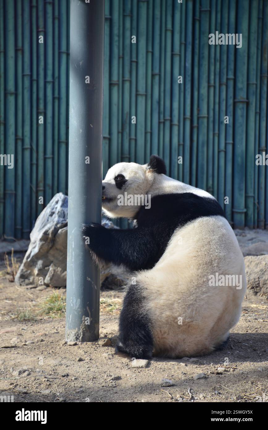 Giant panda Pang Dahai enjoys spring time at Beijing Zoo, Beijing ...
