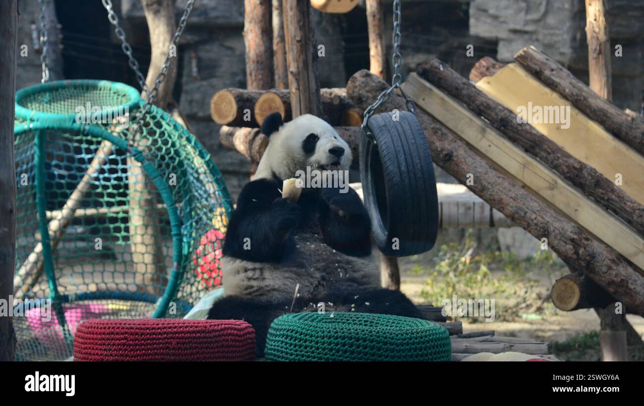 Giant panda Meng Bao eats bamboos at Beijing Zoo, Beijing, China, 19 ...