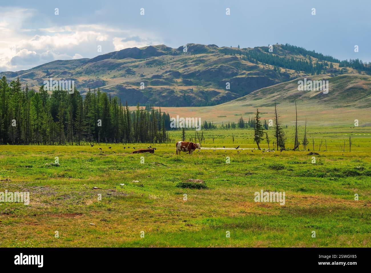 Thoroughbred herd of cows resting in the distance. Alpine cows grazing ...