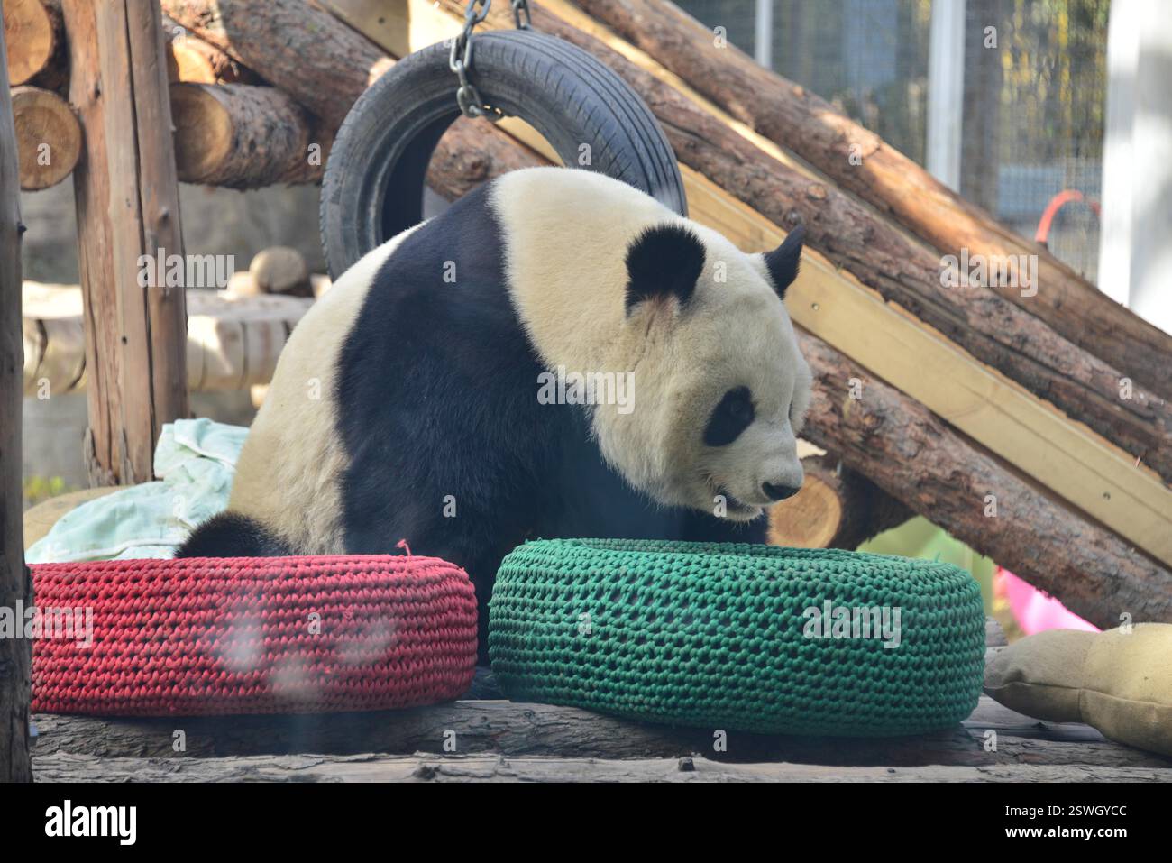Giant panda Meng Bao eats bamboos at Beijing Zoo, Beijing, China, 19 ...