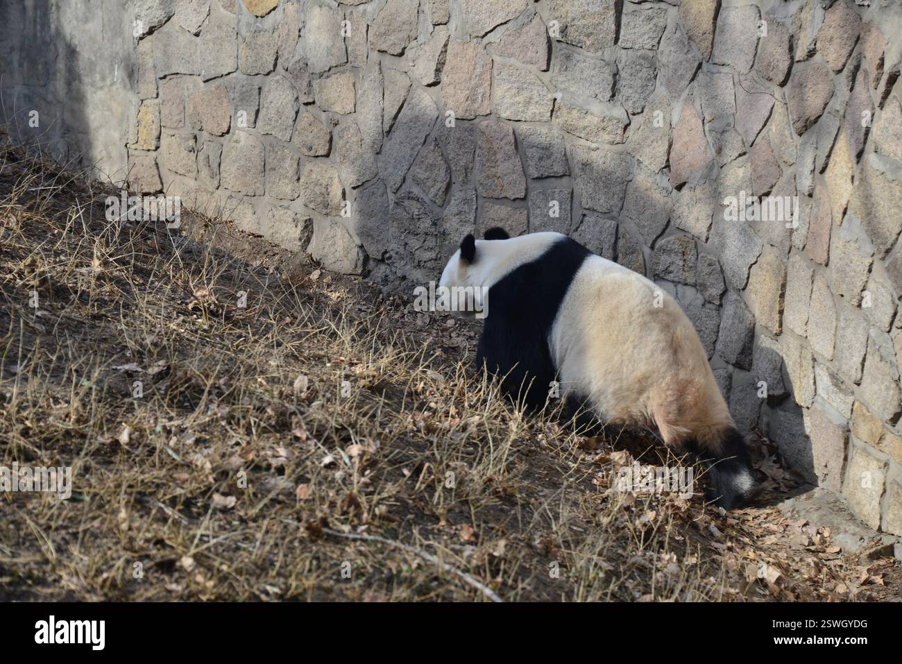 Giant panda Pang Dahai enjoys spring time at Beijing Zoo, Beijing ...