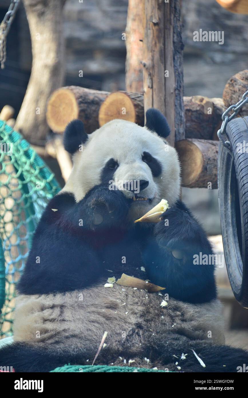 Giant panda Meng Bao eats bamboos at Beijing Zoo, Beijing, China, 19 ...