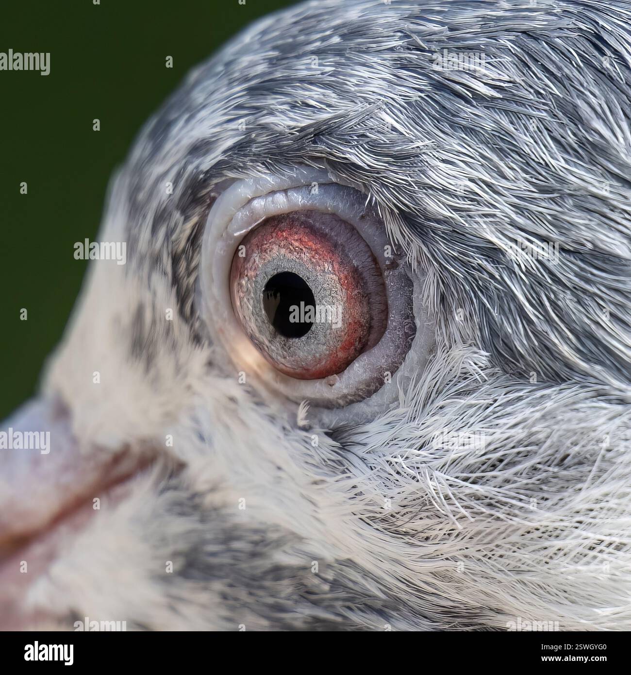 A pigeon's eye reveals a world of sharp focus and curiosity Stock Photo ...