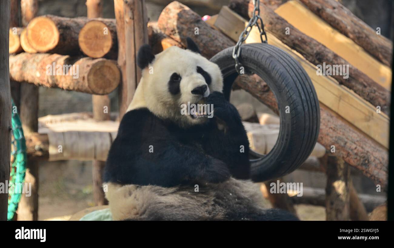 Giant panda Meng Bao eats bamboos at Beijing Zoo, Beijing, China, 19 ...