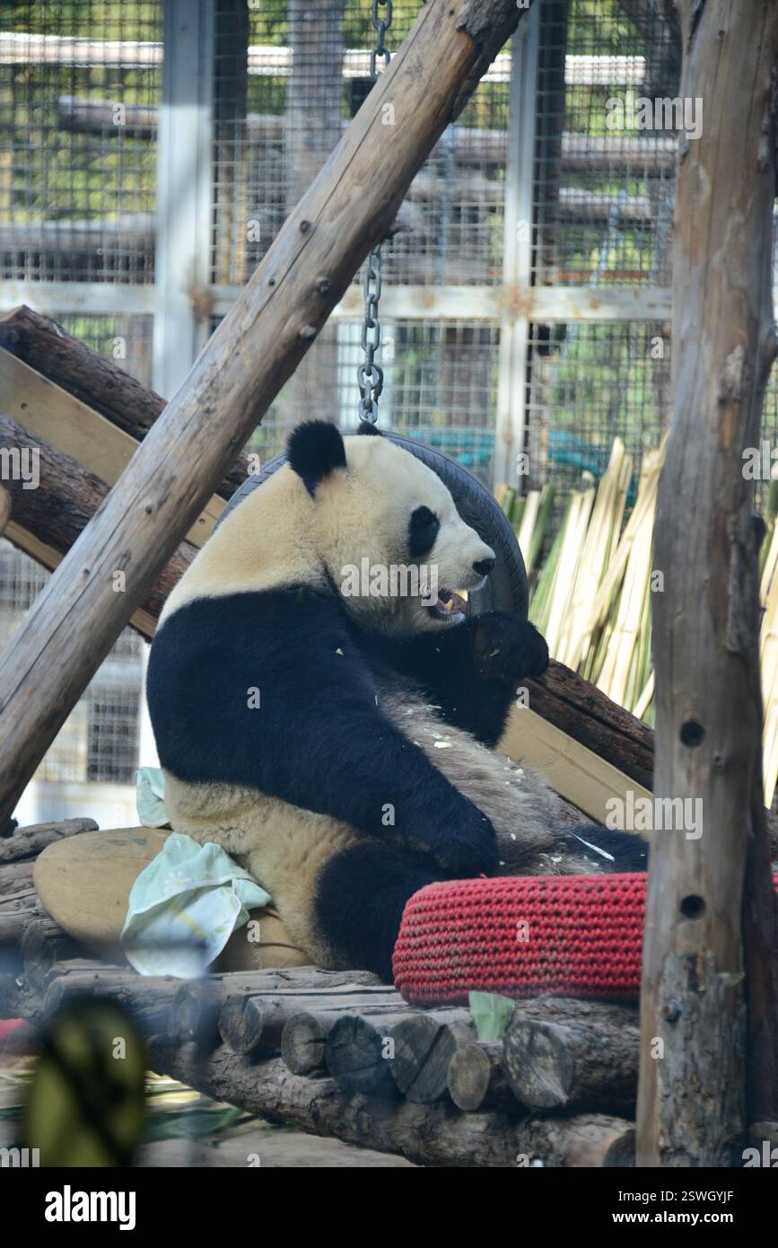 Giant panda Meng Bao eats bamboos at Beijing Zoo, Beijing, China, 19 ...