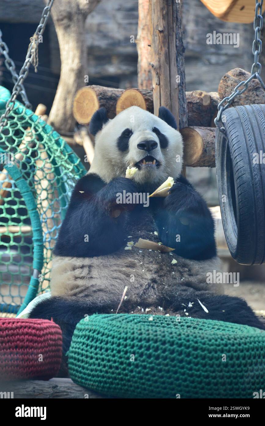 Giant panda Meng Bao eats bamboos at Beijing Zoo, Beijing, China, 19 ...