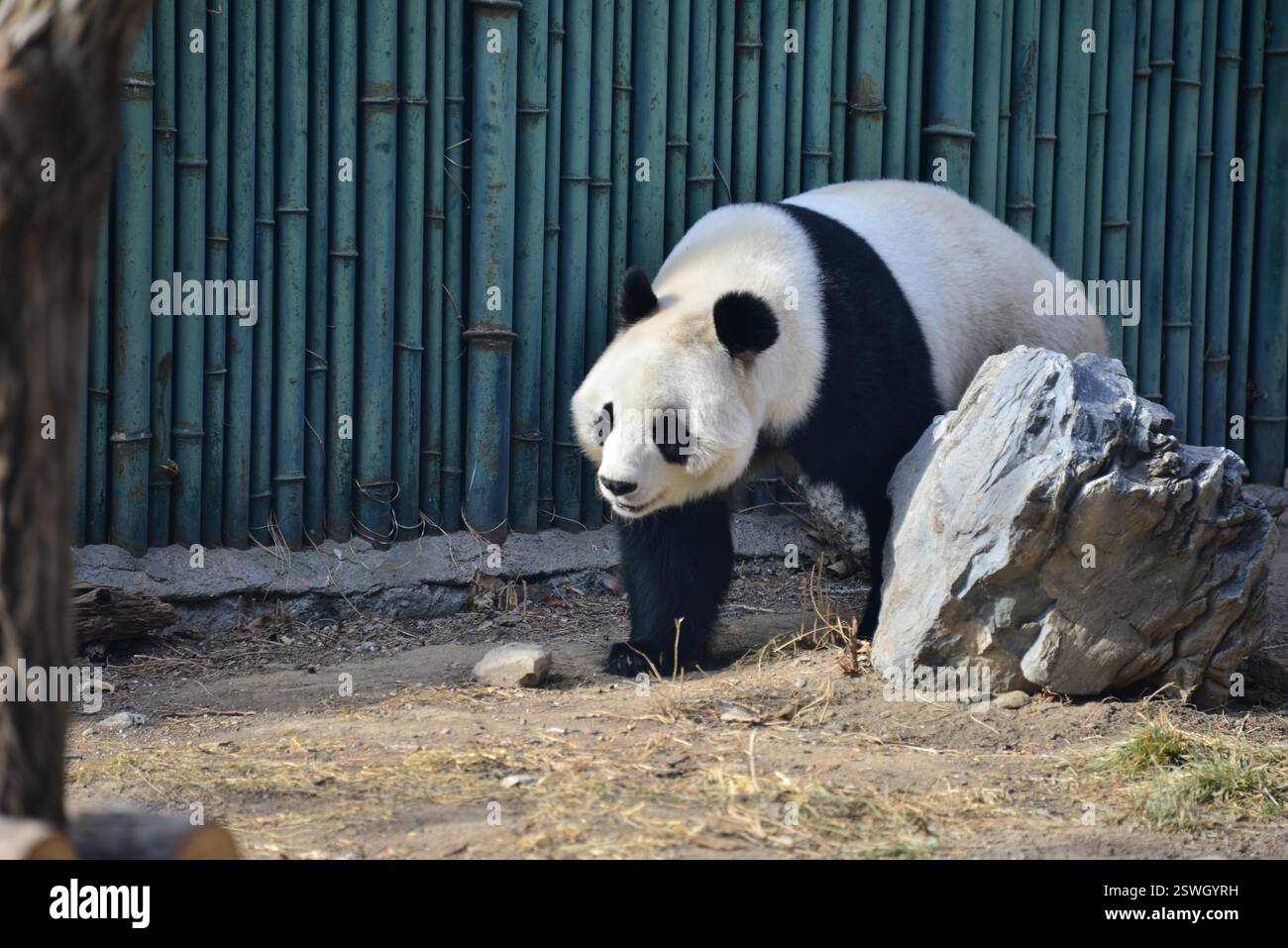 Giant panda Pang Dahai enjoys spring time at Beijing Zoo, Beijing ...